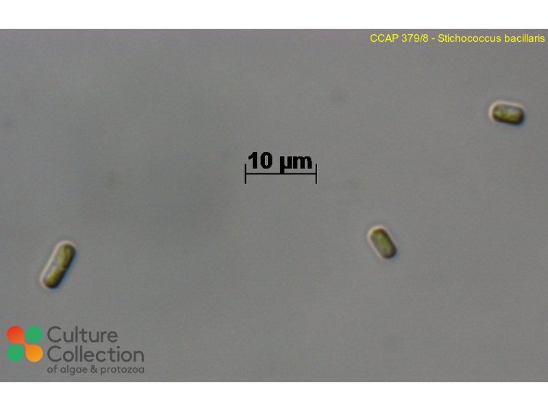 Stichococcus bacillaris