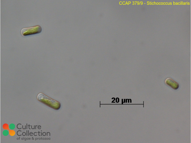 Stichococcus bacillaris