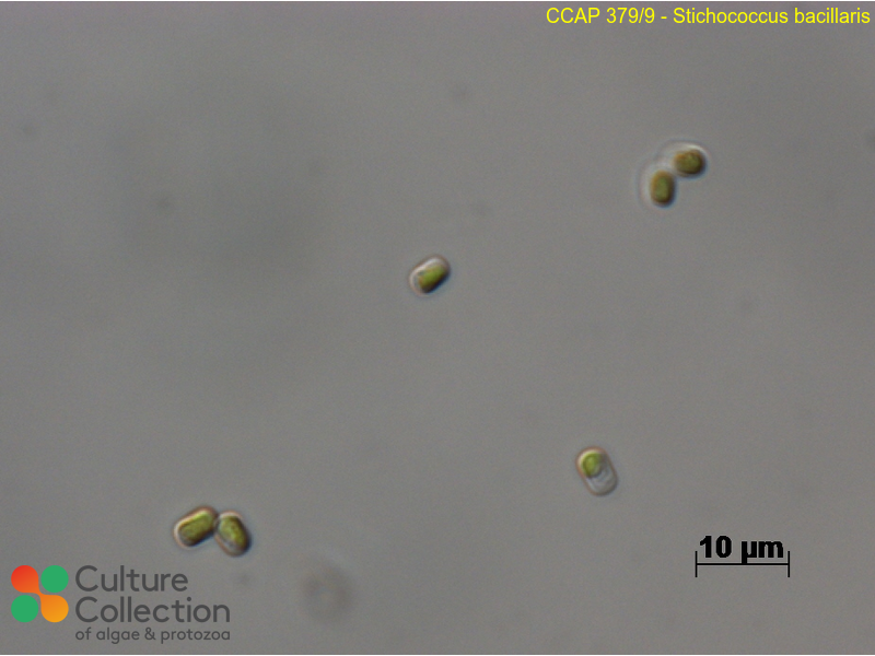 Stichococcus bacillaris