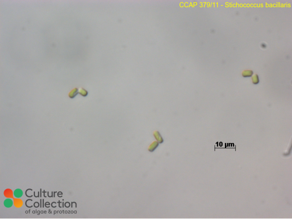 Stichococcus bacillaris