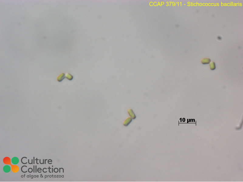 Stichococcus bacillaris