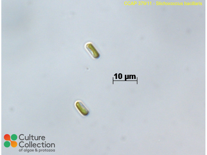 Stichococcus bacillaris