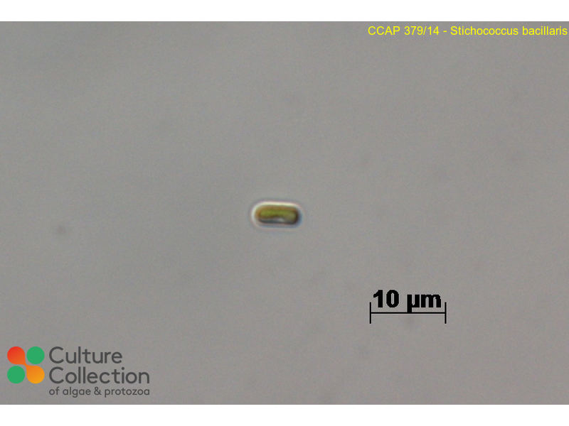 Stichococcus bacillaris