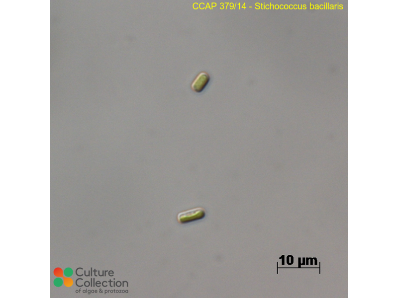 Stichococcus bacillaris