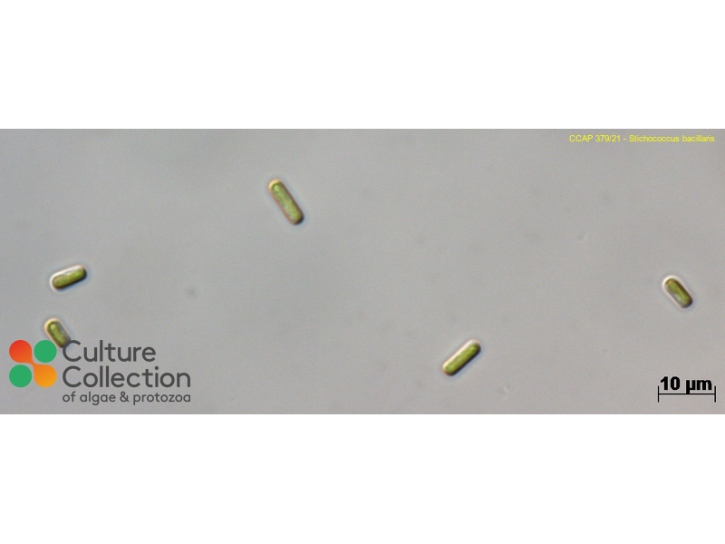 Stichococcus bacillaris
