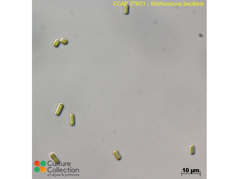Stichococcus bacillaris