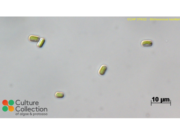 Stichococcus bacillaris