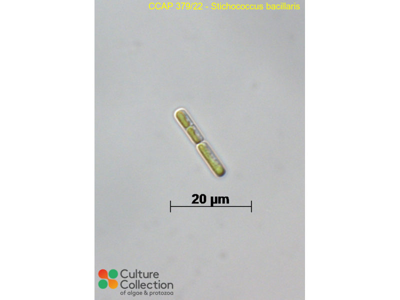Stichococcus bacillaris