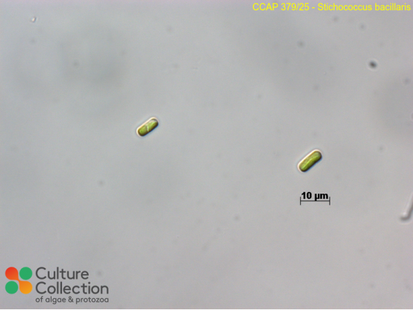 Stichococcus bacillaris
