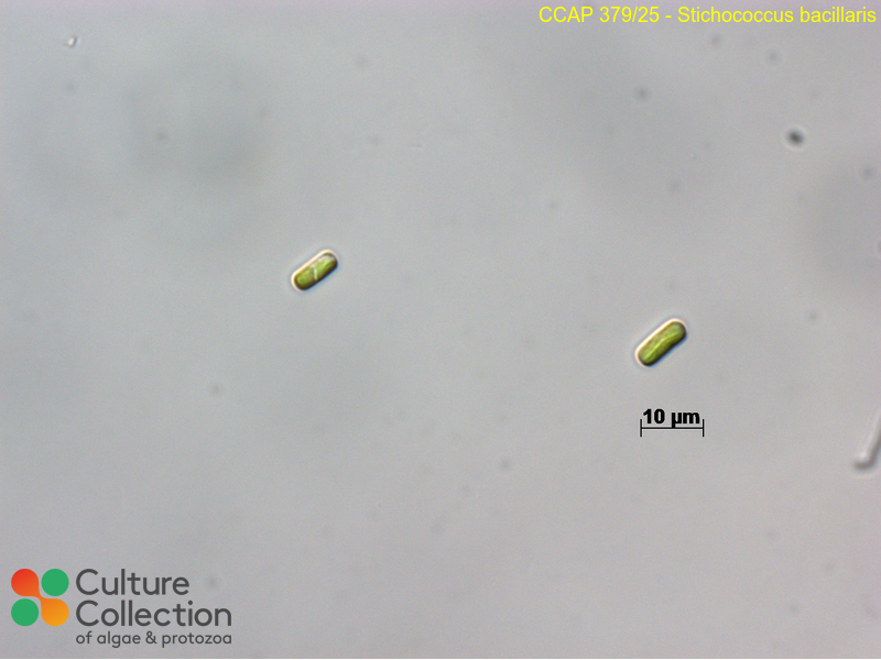 Stichococcus bacillaris