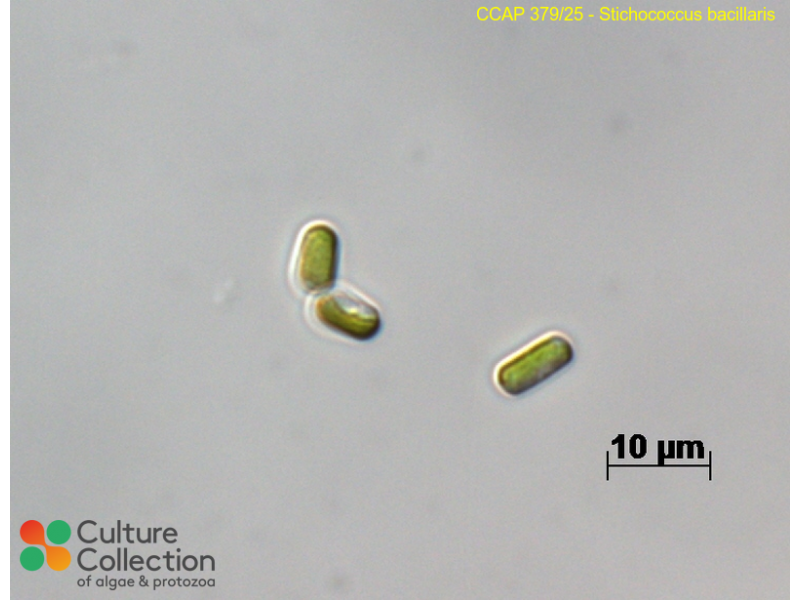 Stichococcus bacillaris