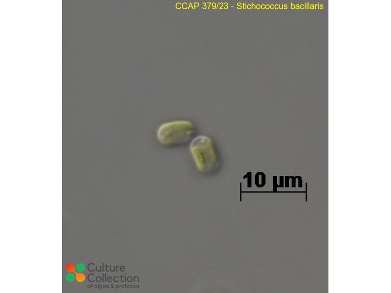Stichococcus bacillaris