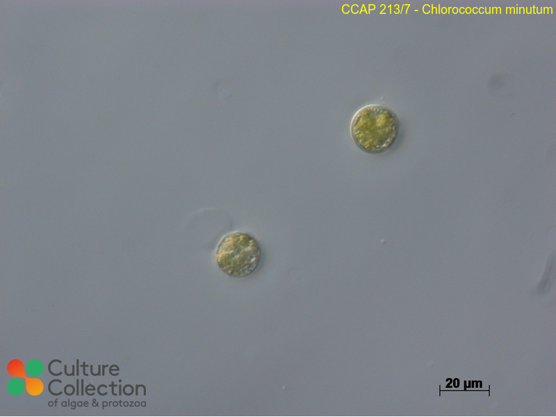Chlorococcum minutum