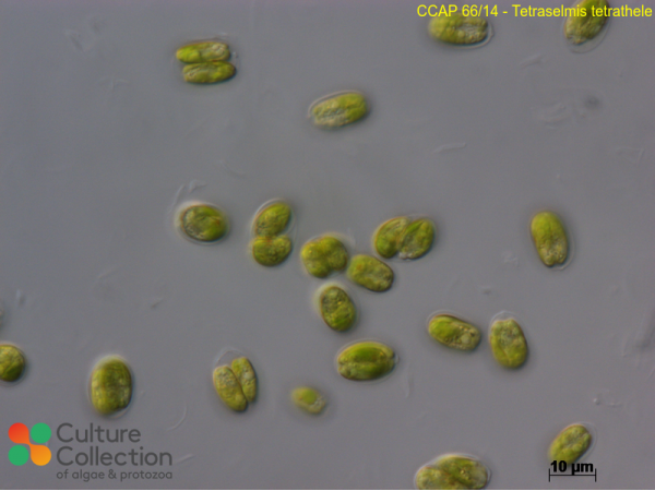 Tetraselmis tetrathele