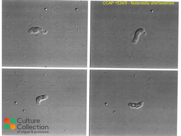 Nolandella abertawensis