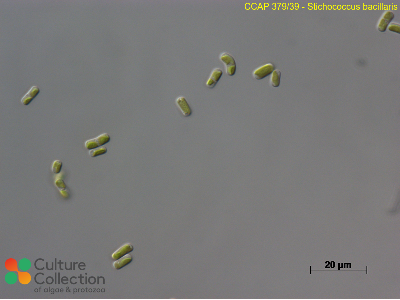 Stichococcus bacillaris