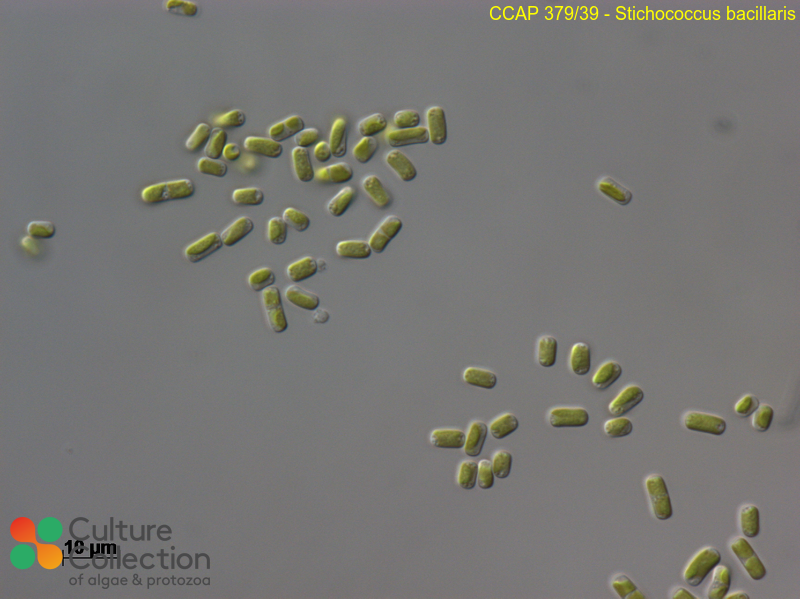 Stichococcus bacillaris