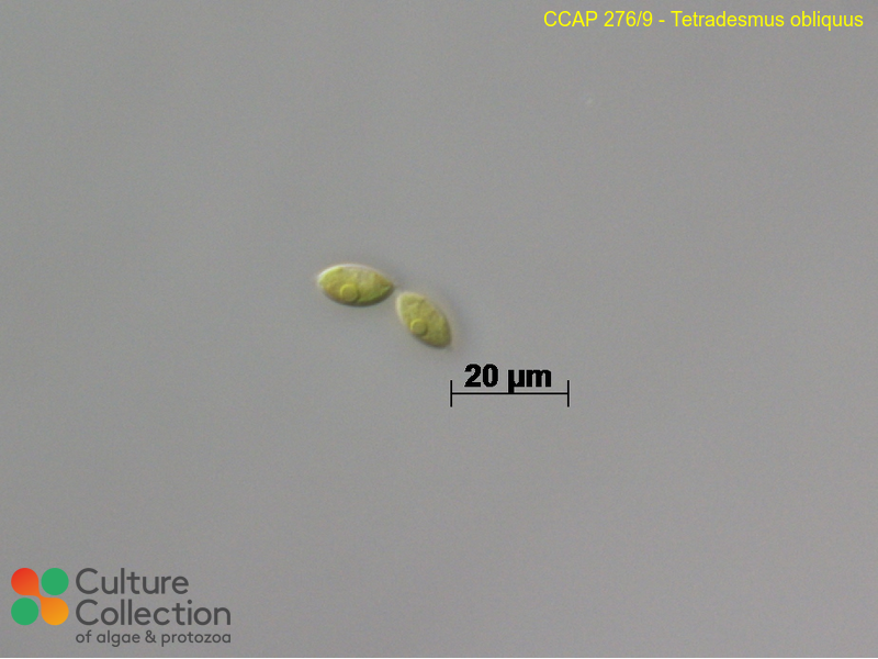 Tetradesmus Obliquus tetradesmus-obliquus