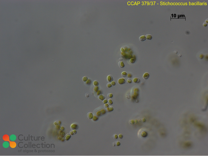 Stichococcus bacillaris
