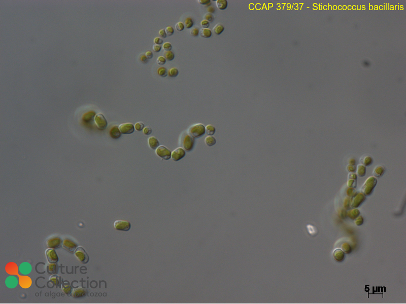 Stichococcus bacillaris
