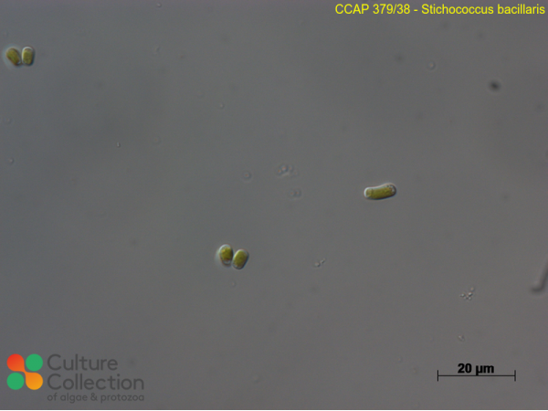 Stichococcus bacillaris