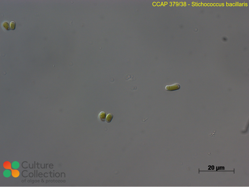 Stichococcus bacillaris