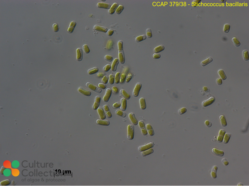 Stichococcus bacillaris