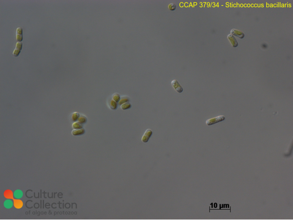 Stichococcus bacillaris