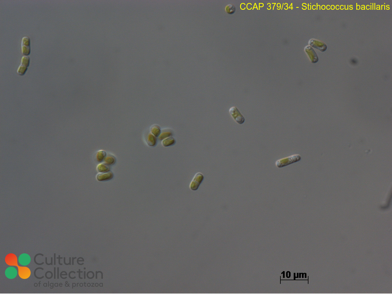Stichococcus bacillaris