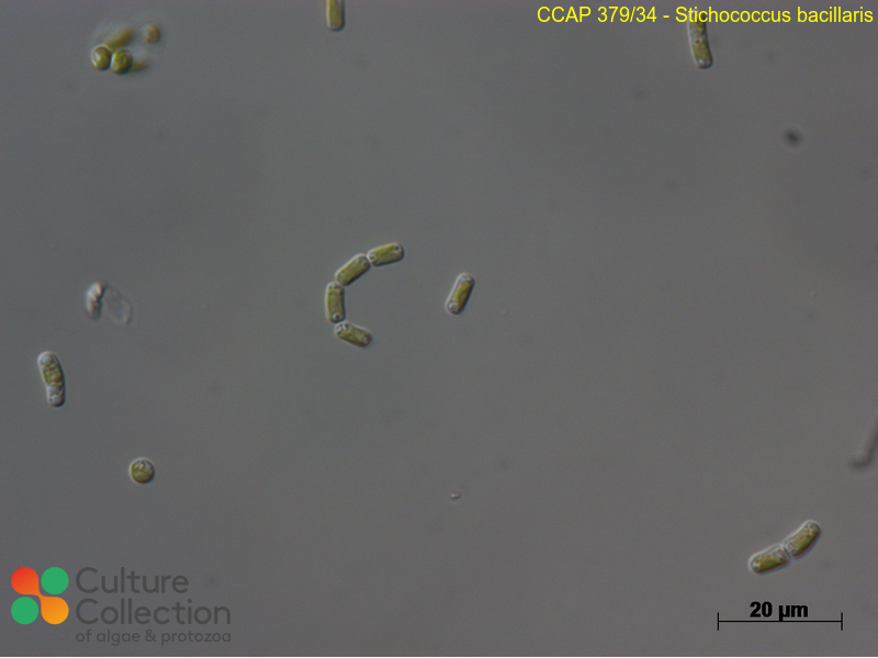 Stichococcus bacillaris