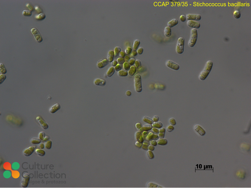 Stichococcus bacillaris