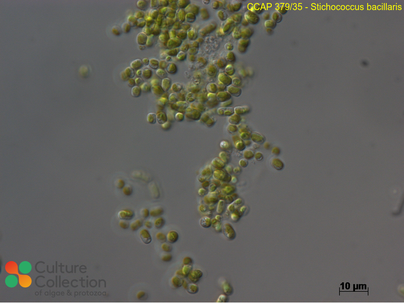 Stichococcus bacillaris