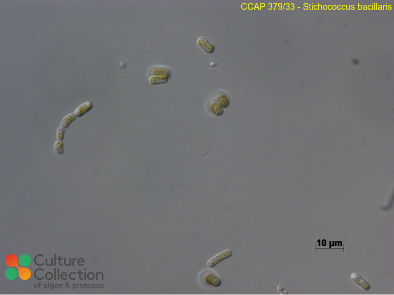 Stichococcus bacillaris