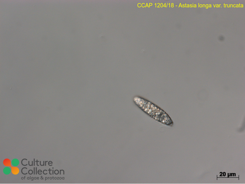 Astasia longa var. truncata