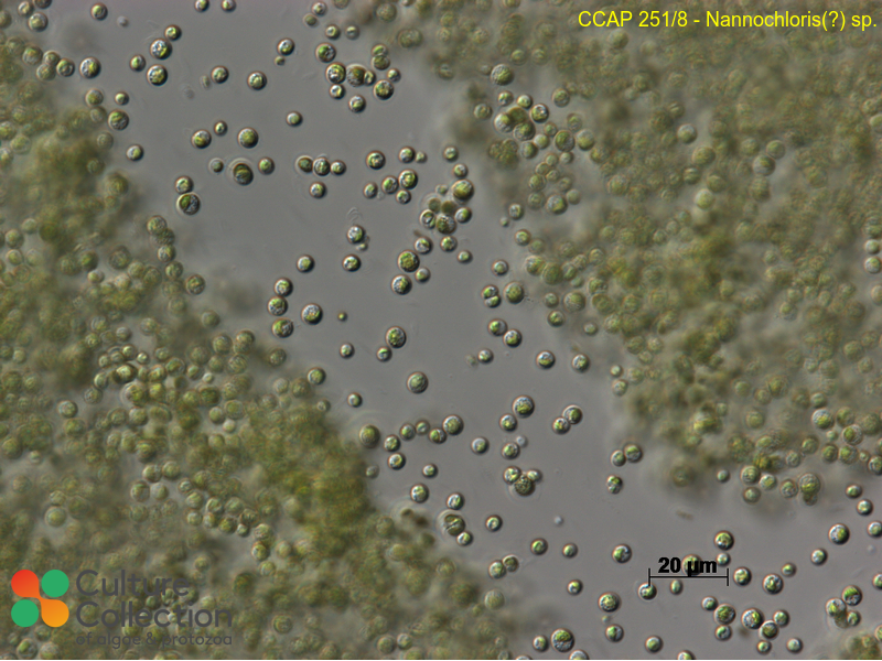 Nannochloris sp.