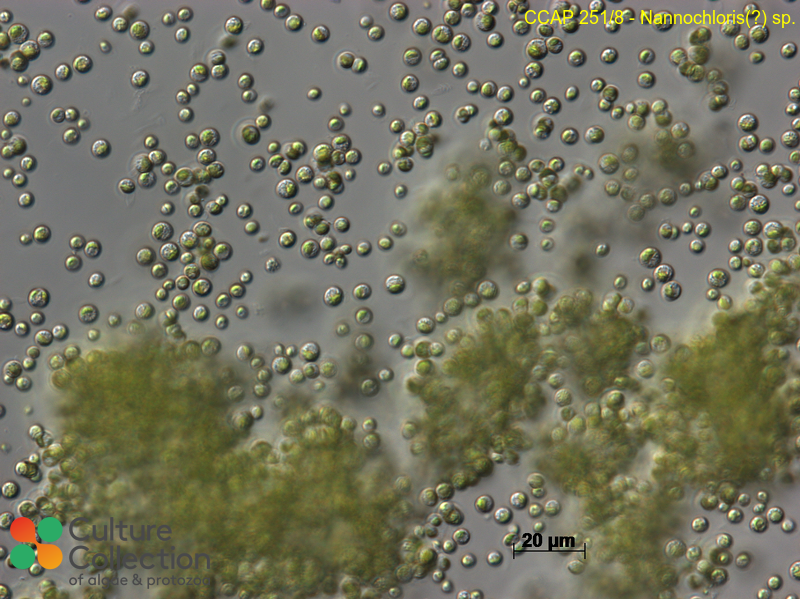 Nannochloris sp.