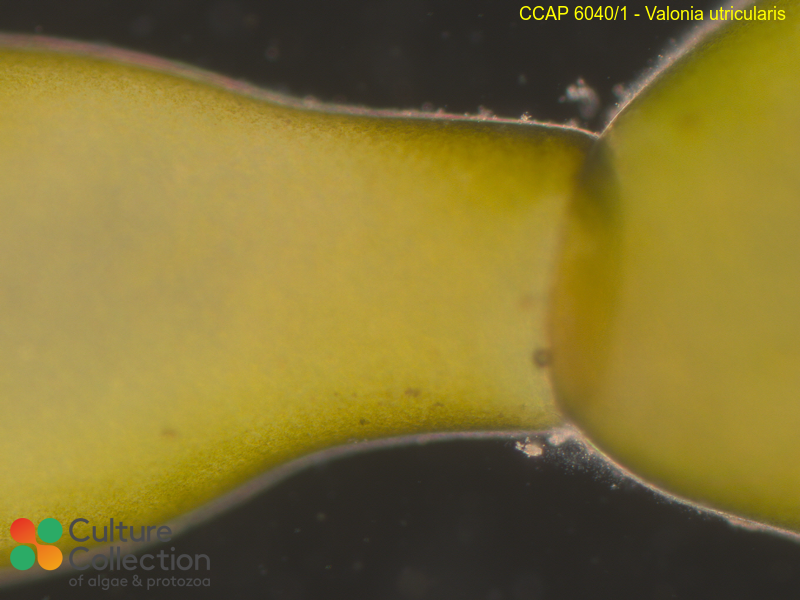 Valonia utricularis