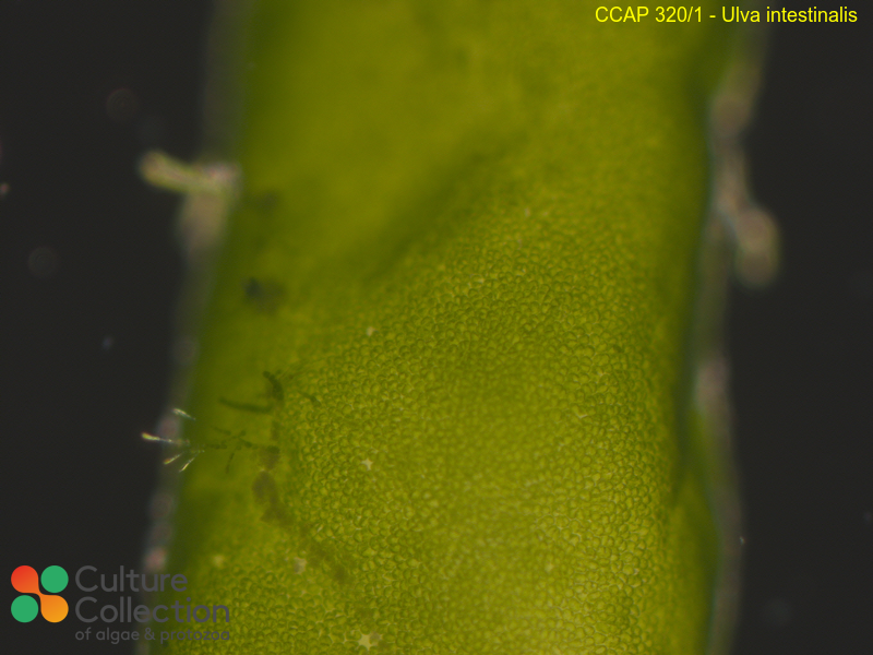 Ulva Microscope