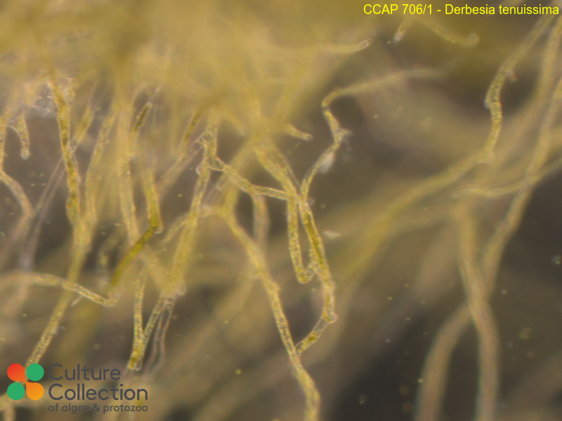 Derbesia tenuissima
