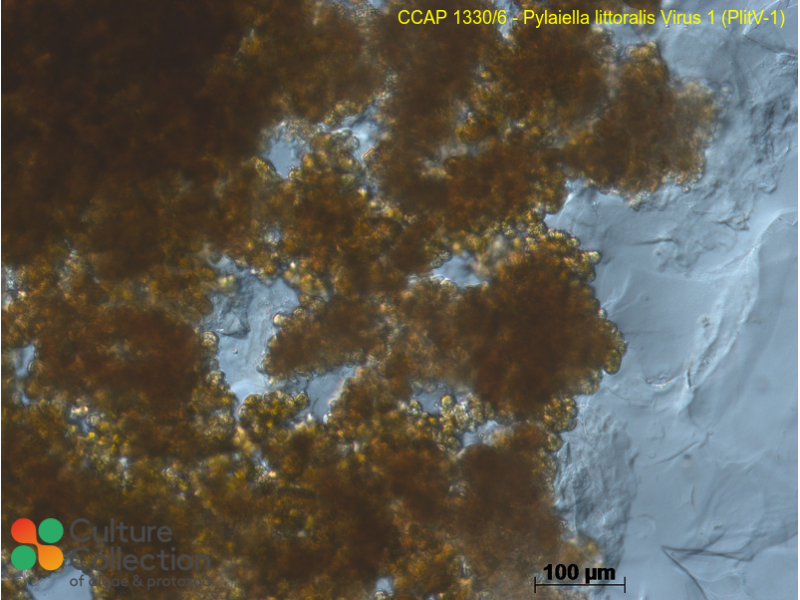 Pylaiella littoralis Virus 1 (PlitV-1)
