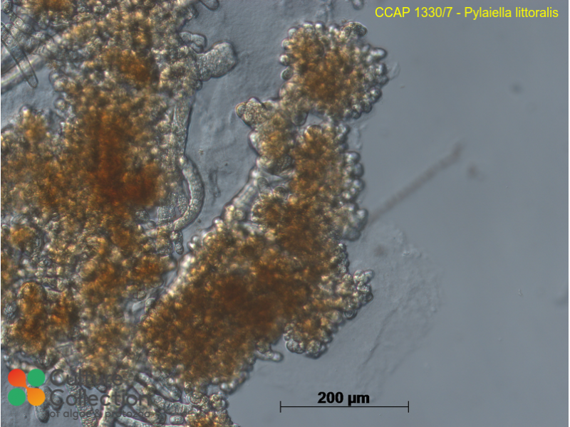 Pylaiella littoralis
