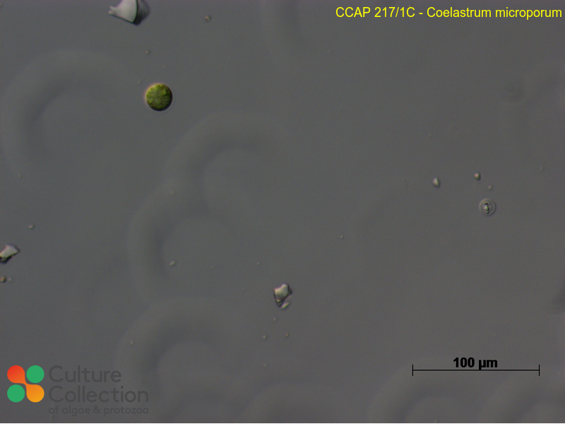 Radiococcus polycoccus