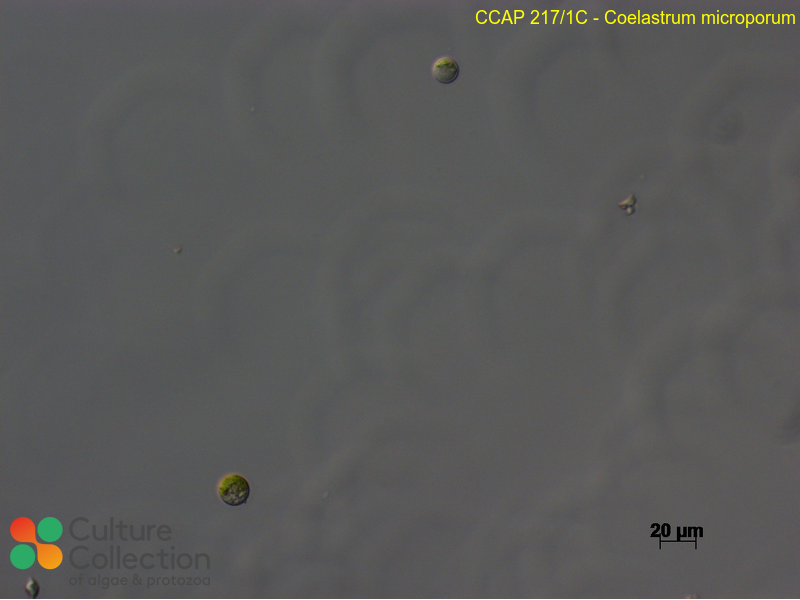 Radiococcus polycoccus