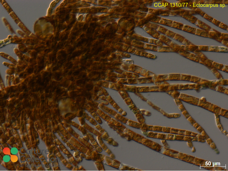 Ectocarpus sp.