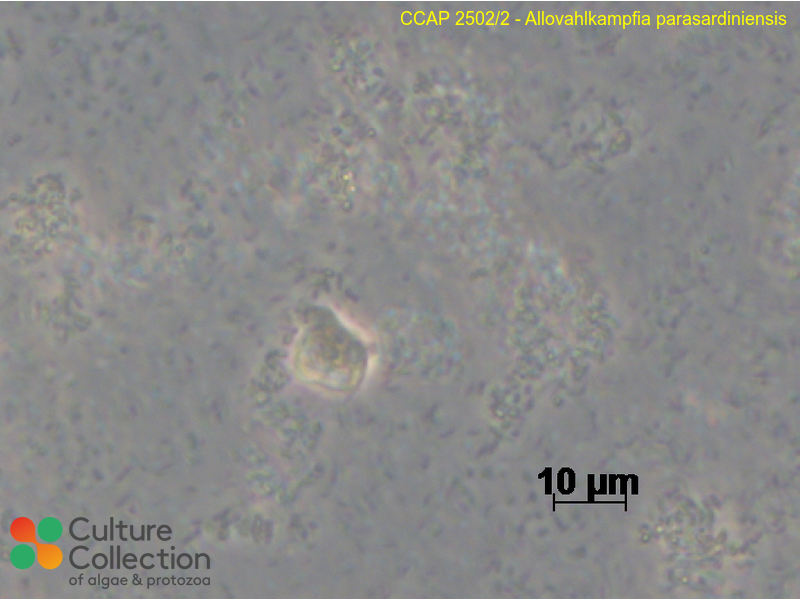 Allovahlkampfia parasardiniensis
