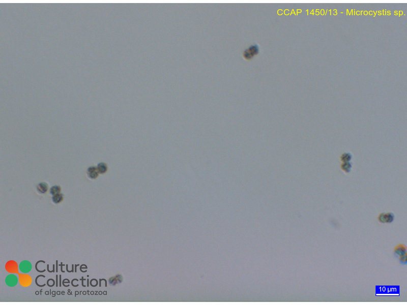 Microcystis sp.