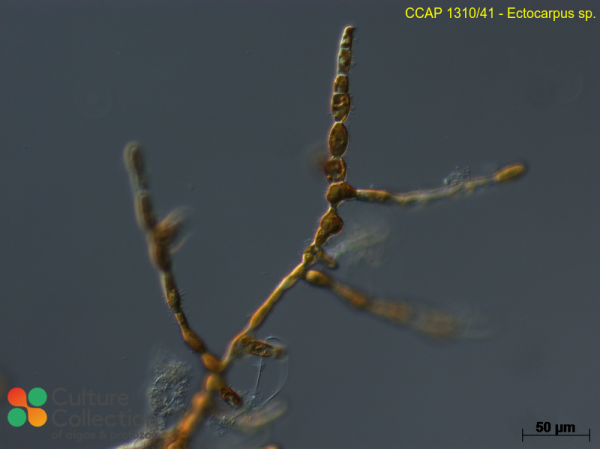 Ectocarpus Fasciculatus Wikispecies
