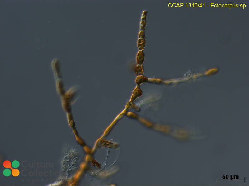 Ectocarpus sp.
