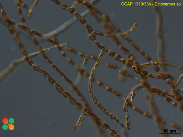 Ectocarpus sp.