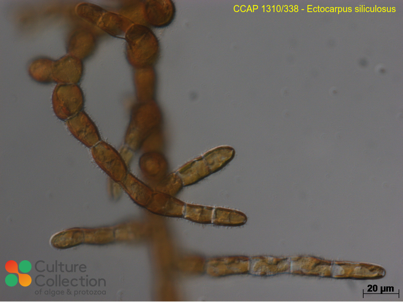 Ectocarpus siliculosus
